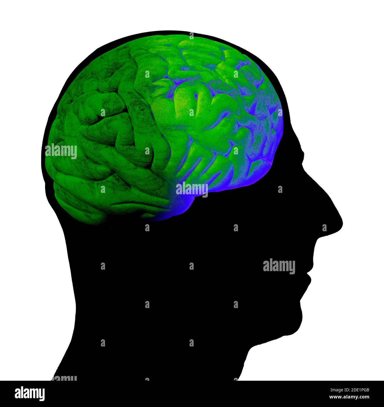 Brain in head Stock Photo - Alamy