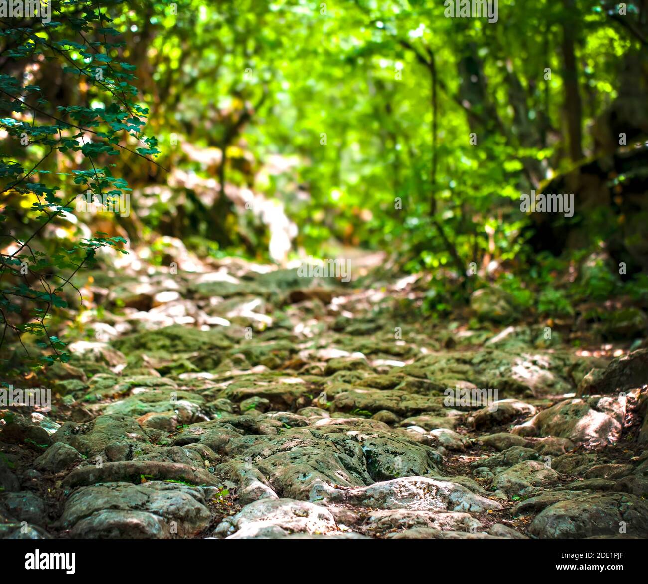 The ancient stone road in green forest Stock Photo - Alamy