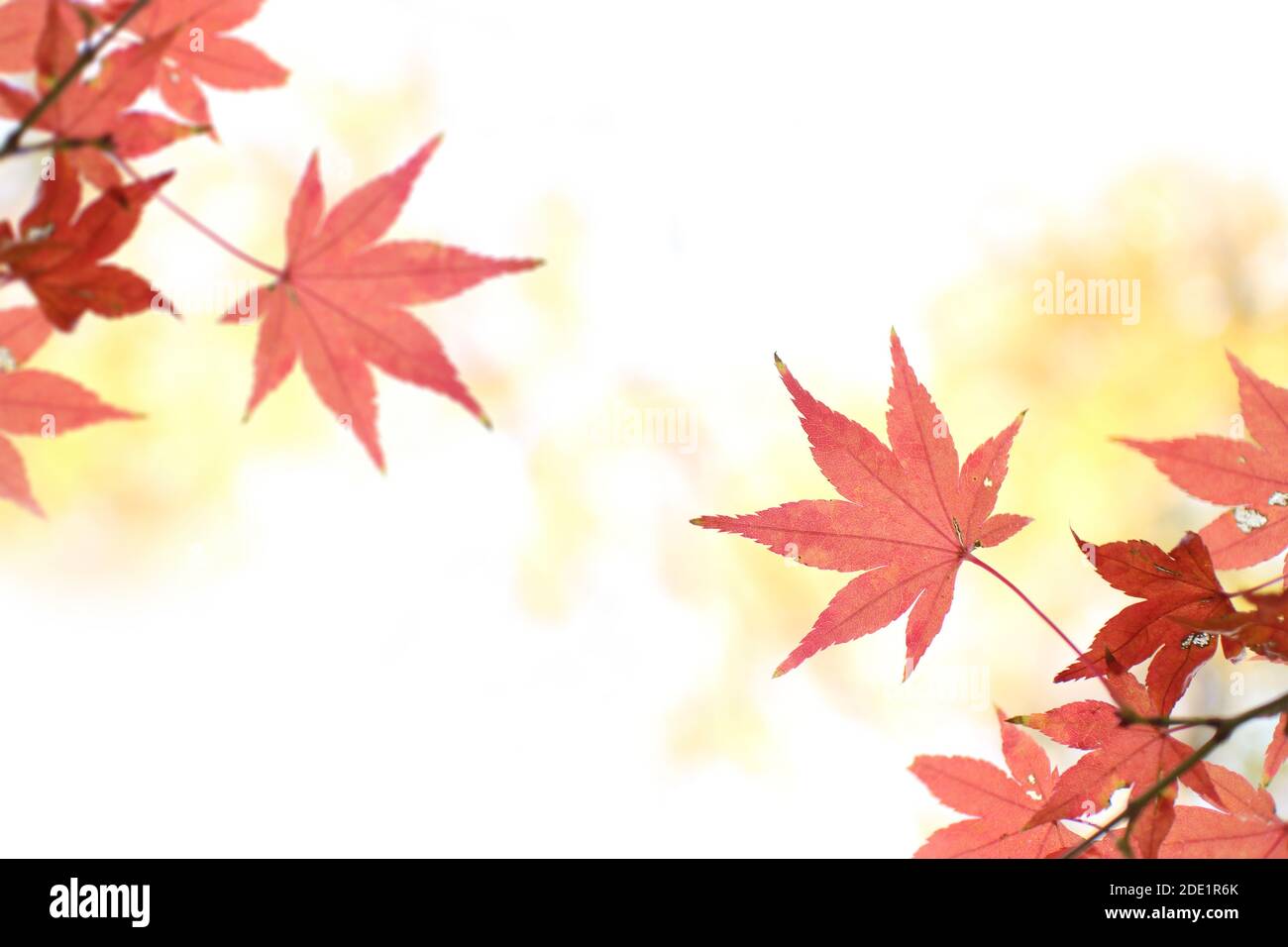 Japanese autumn red maple isolated on pure white background, natural ...