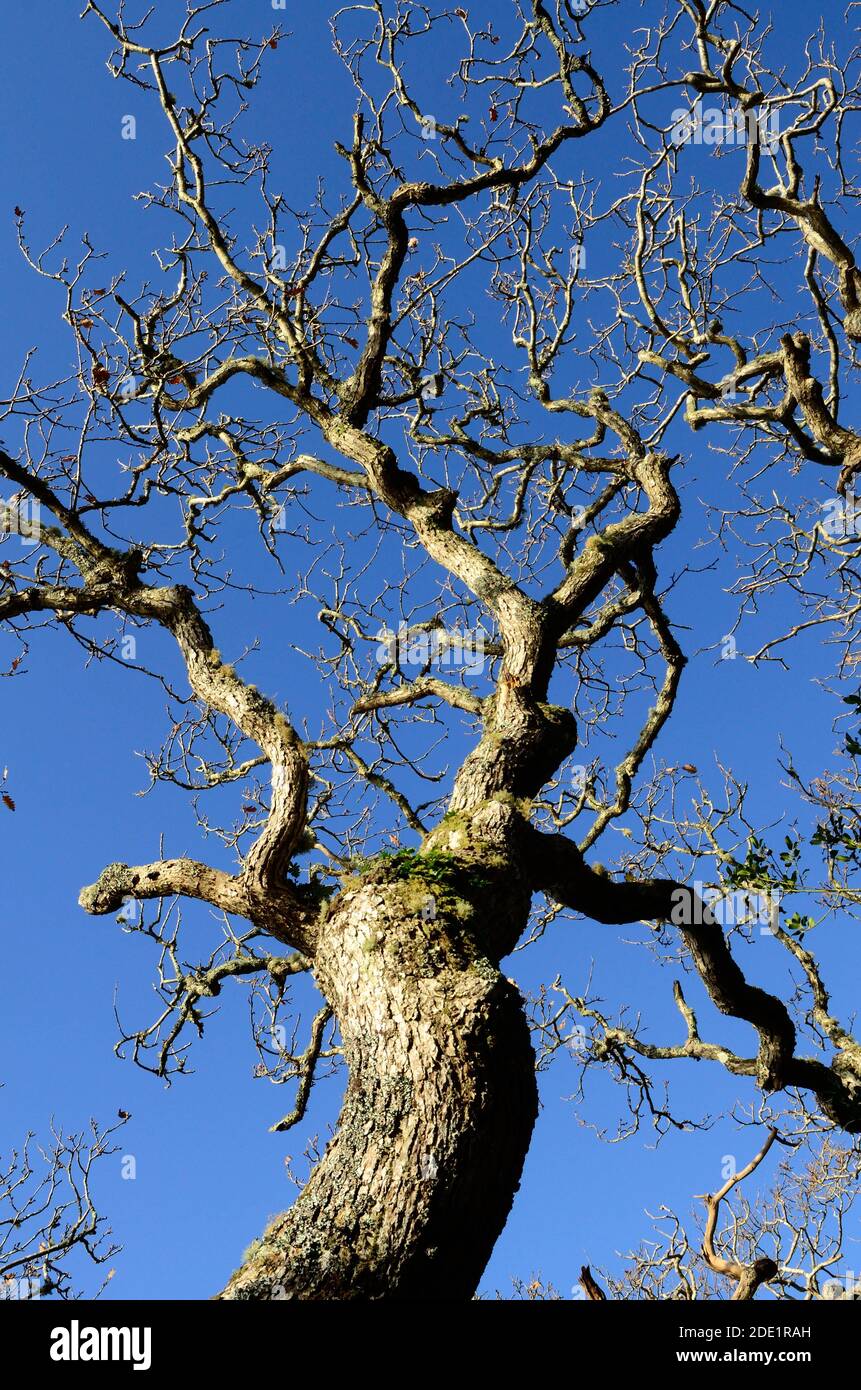 Ancient gnarled twisted oak tree with bare branches against a blue ...