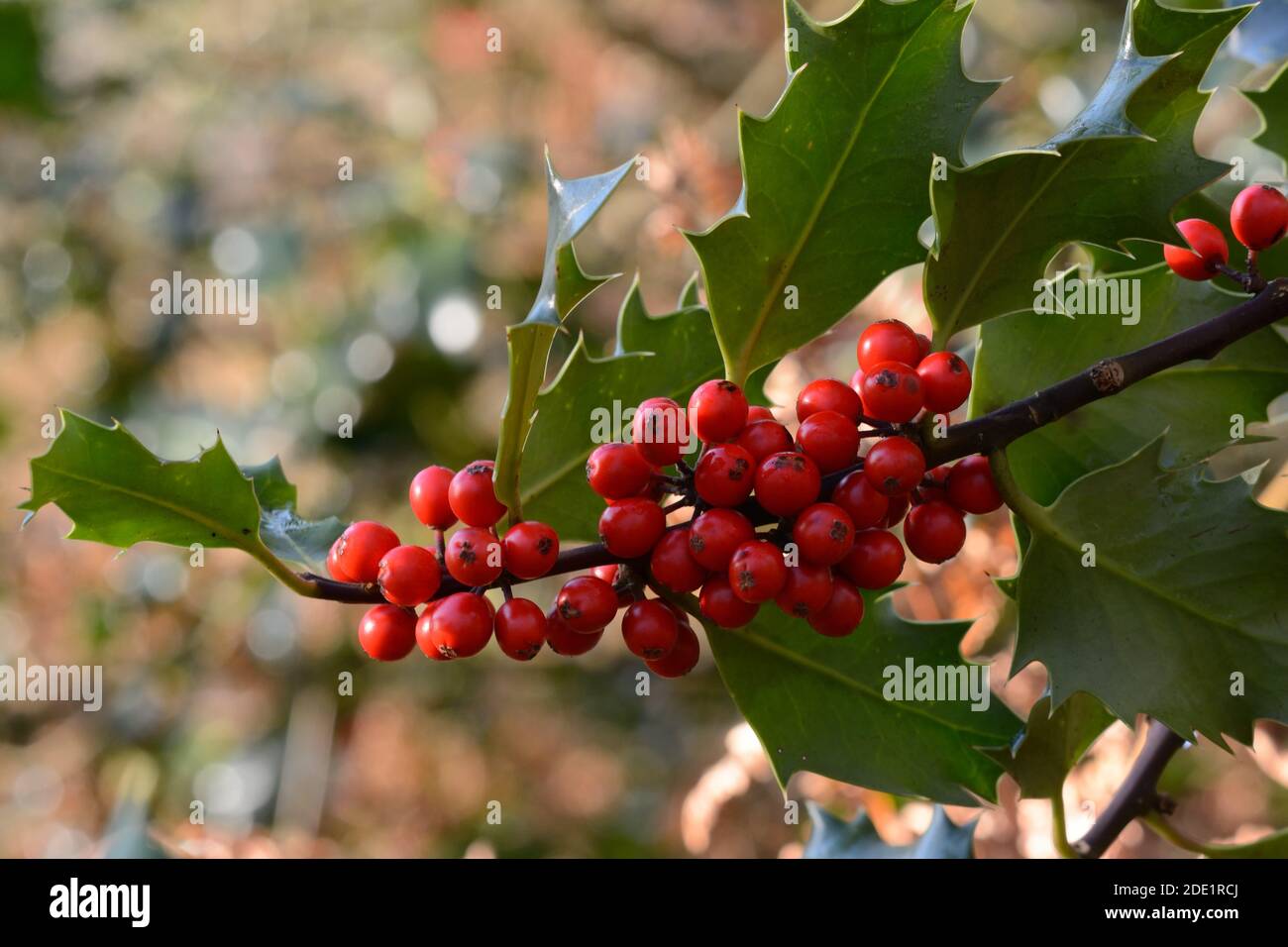 Holly hedge hi-res stock photography and images - Alamy