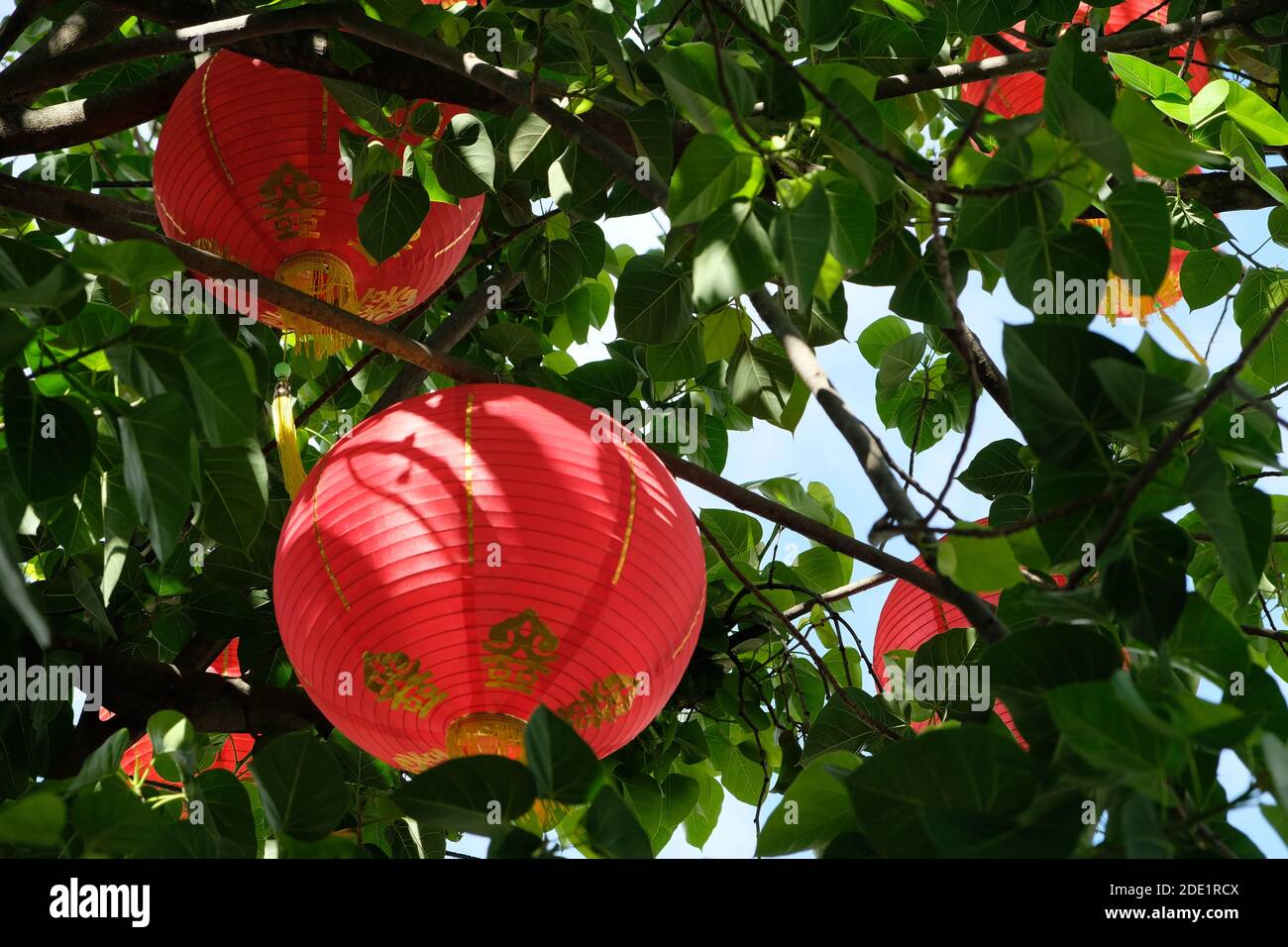 Penang George Town Malaysia - Red Chinese lanterns to decorate a tree ...