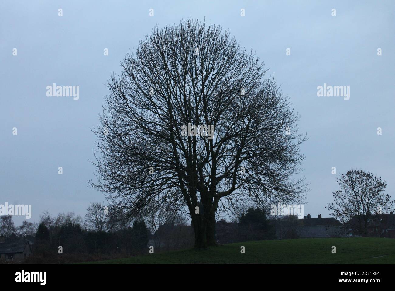 Ash tree silhouette hi-res stock photography and images - Alamy