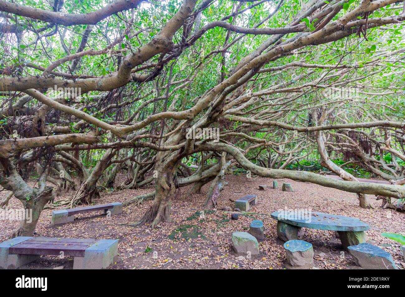 Trees at a local park in Taiwan Stock Photo - Alamy