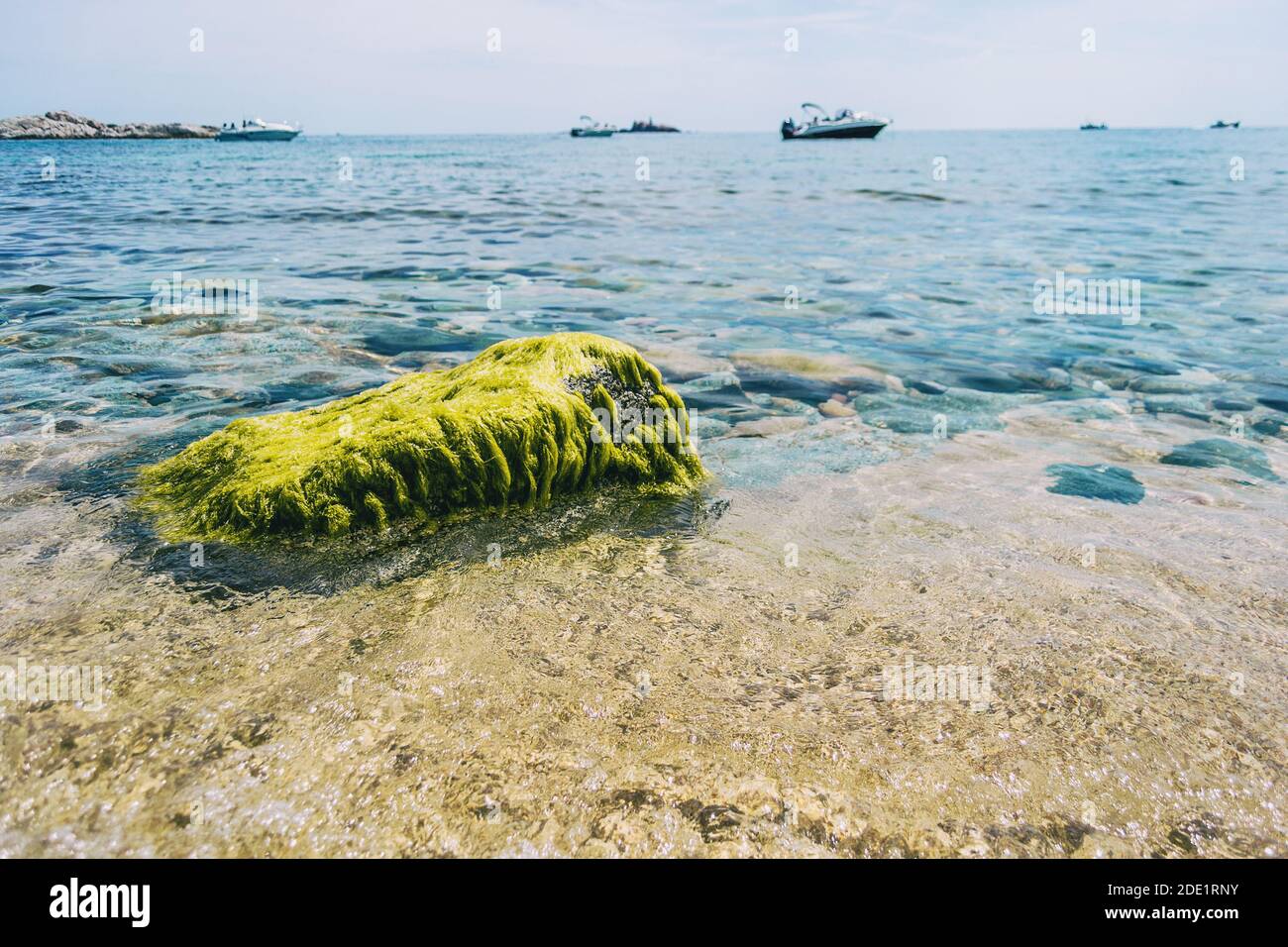 Algae covered vegetation hi-res stock photography and images - Alamy