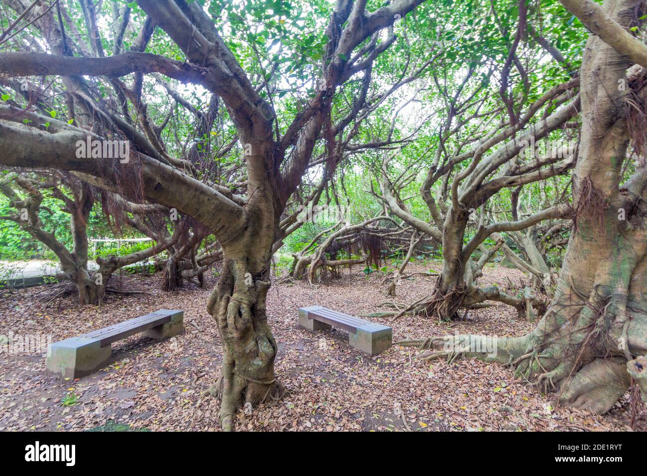 Trees at a local park in Taiwan Stock Photo - Alamy