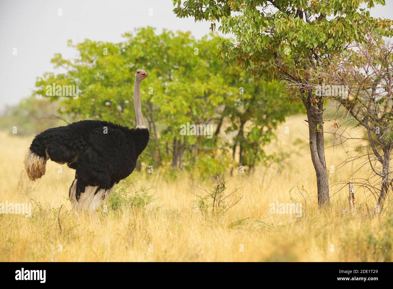 Ostrich - Struthio camelus, beautiful large bird from African savannas ...
