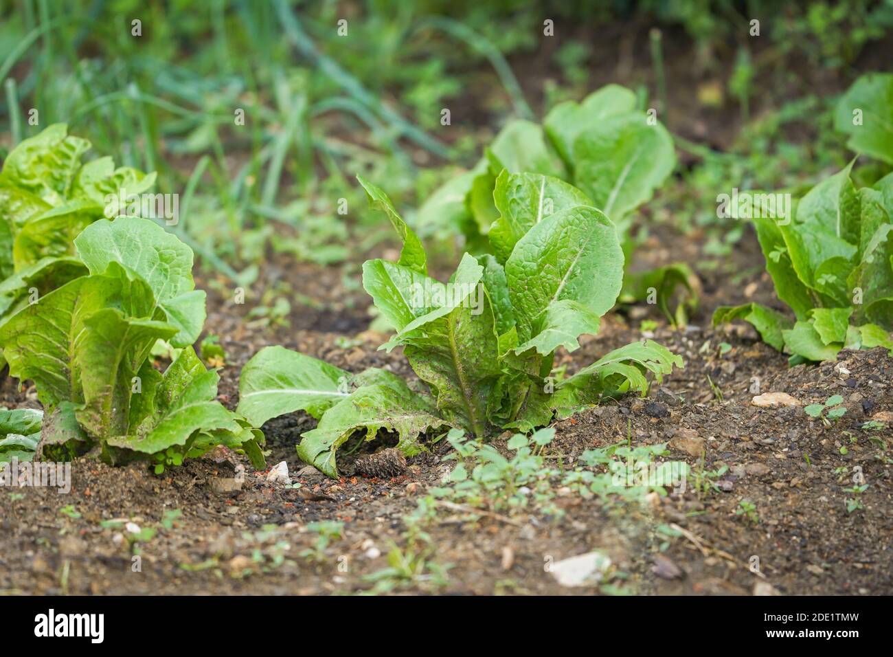 Young roman lettuce plants in soil in vegetable garden, Spain Stock ...