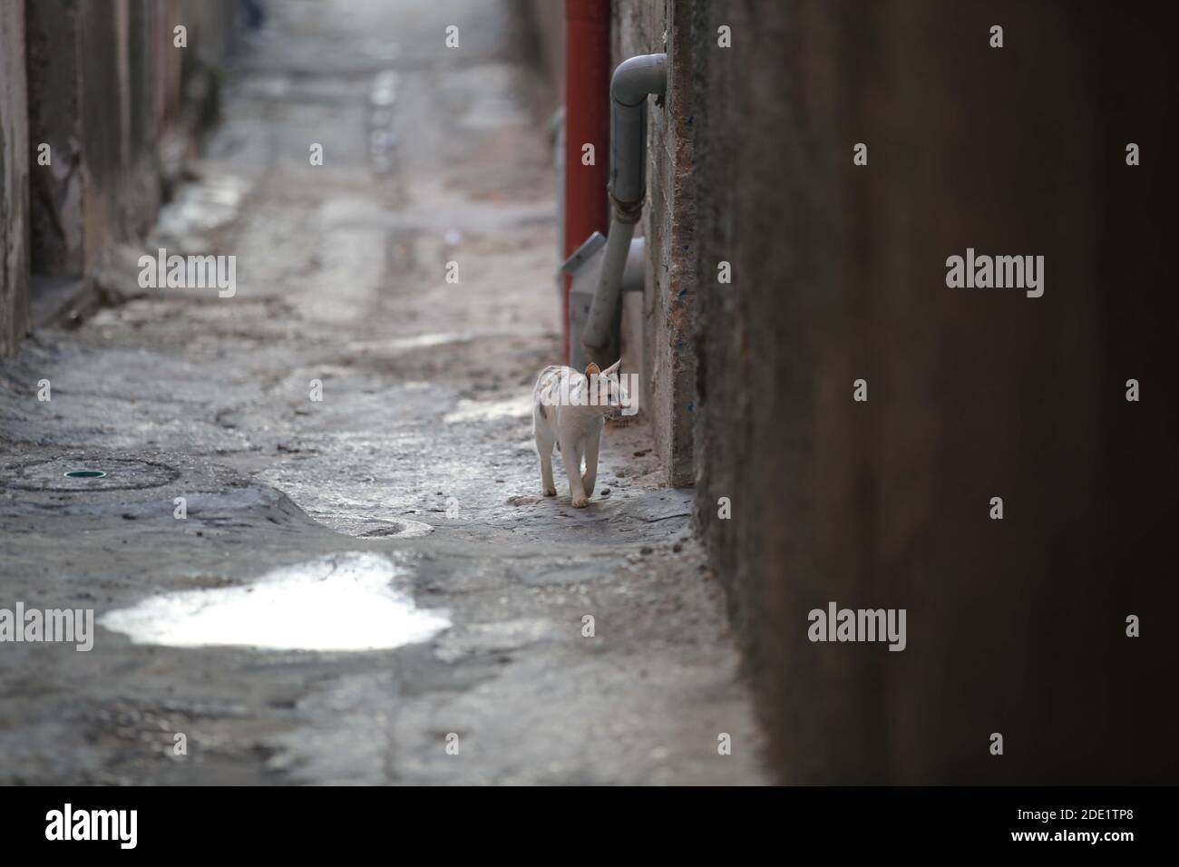 November 27, 2020, Al-Nuseirat Refugee Camp, The Gaza Strip, Palestine ...