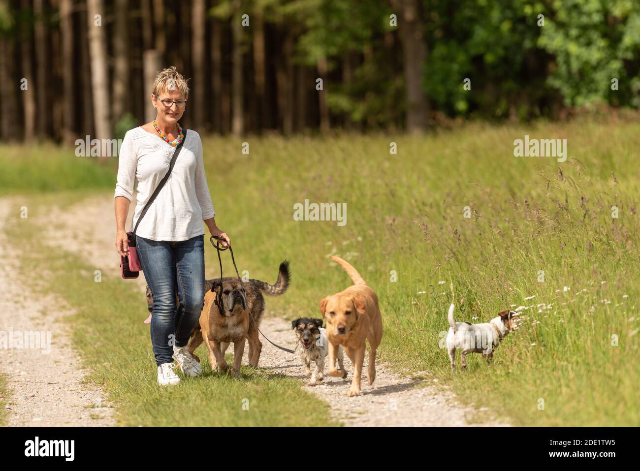 Dog sitter walks with many dogs on a leash. Dog walker with different ...
