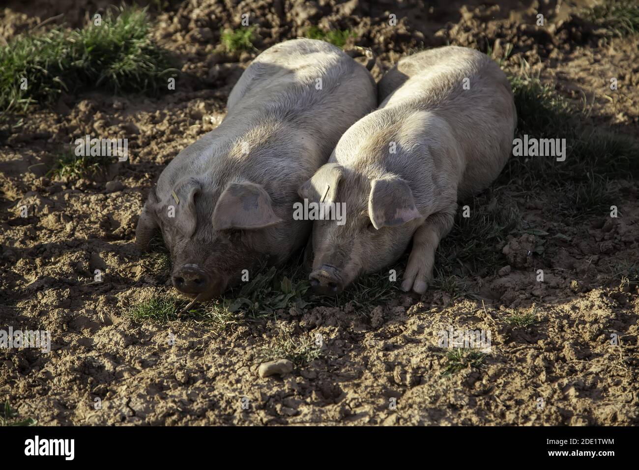 Mammal animals on a farm, meat industry Stock Photo - Alamy