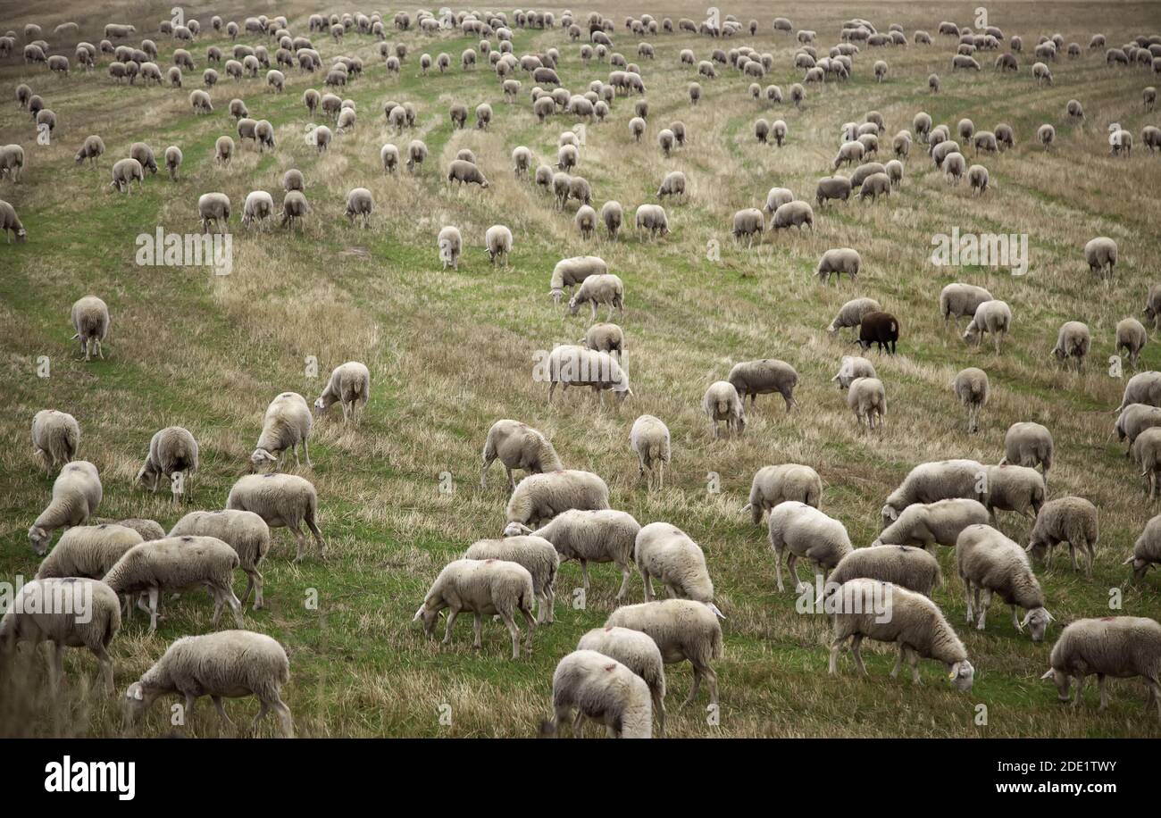 Sheep eating on a farm, detail of mammals, animal industry Stock Photo ...