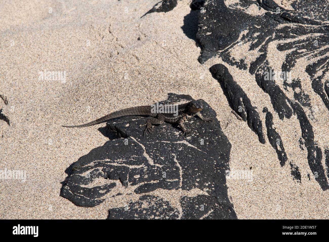 Provincia de galápagos hi-res stock photography and images - Alamy