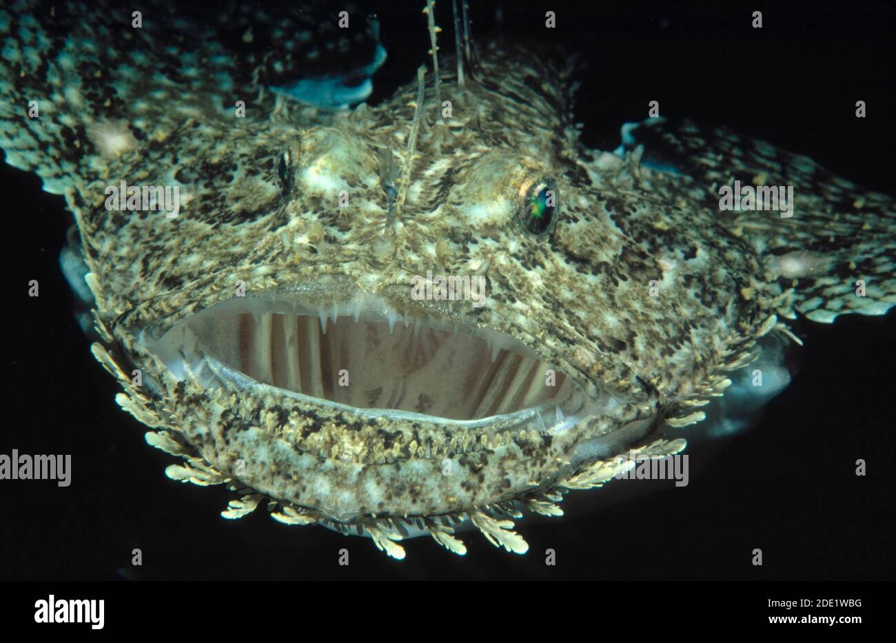 Monkfish Underwater
