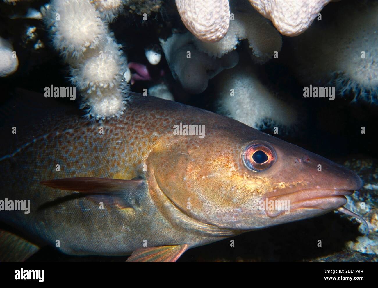 Cod underwater uk hi-res stock photography and images - Alamy