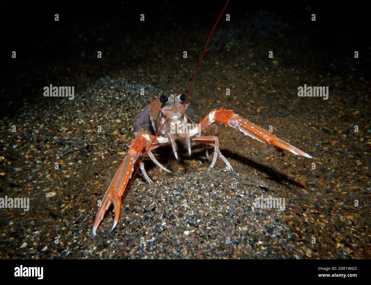 Norway Lobster (Nephrops norvegicus) , UK Stock Photo - Alamy
