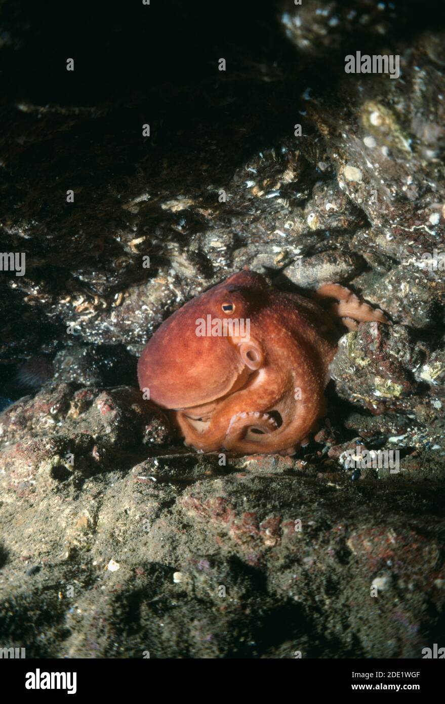 Curled octopus (Eledone cirrhosa) in its underwater home, UK Stock ...