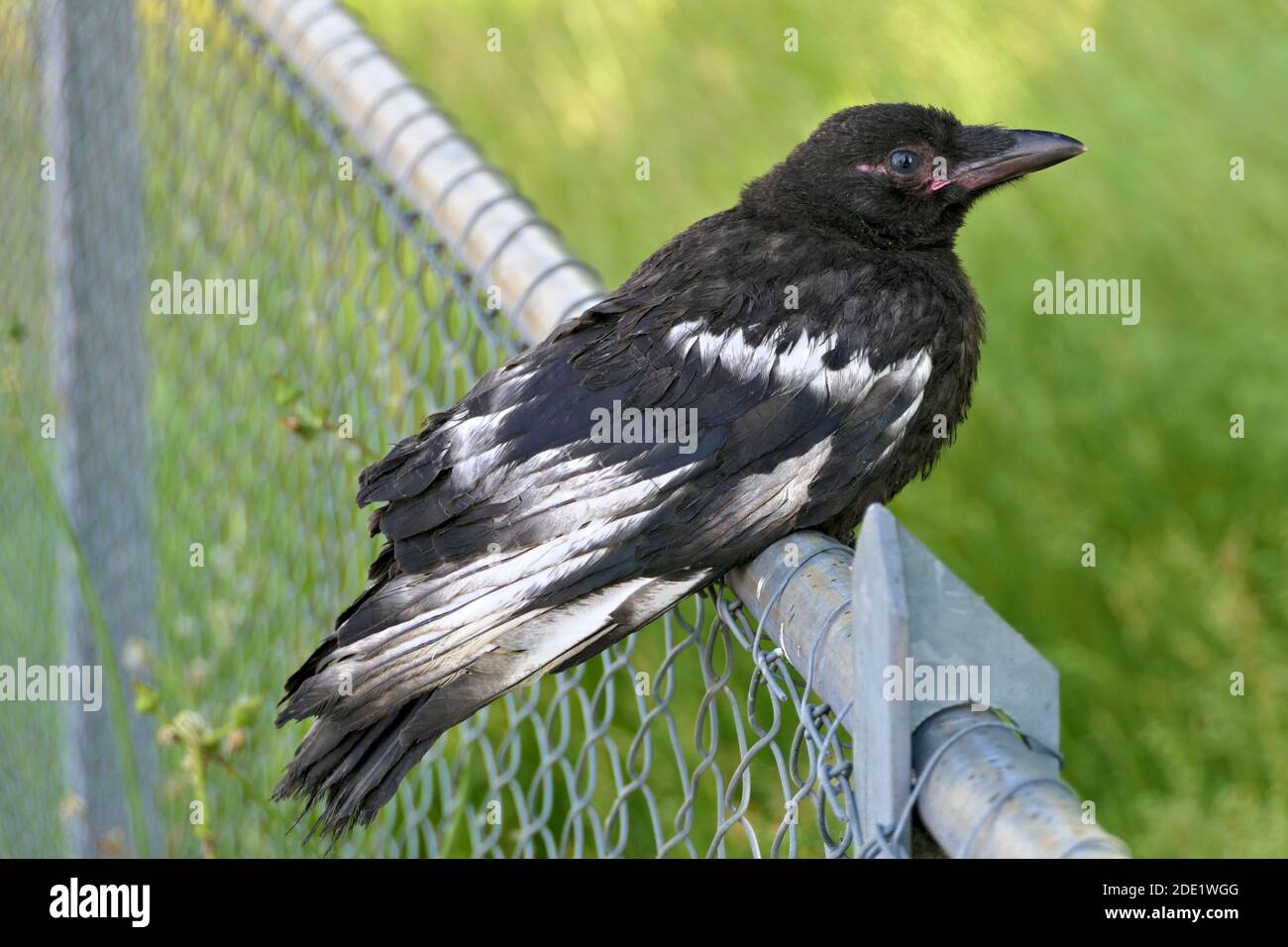 Closeup adorable young crow, raven or rook with black white plumage on ...