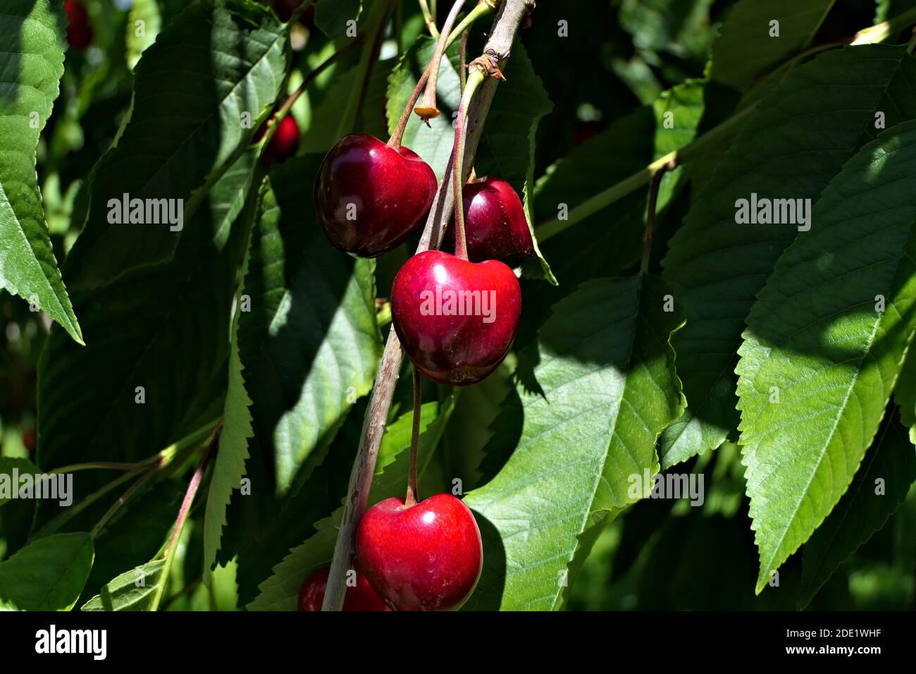 Ready for harvest - sweet and natural organic cherries growing on a ...