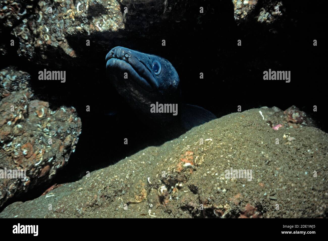 Conger eel (Conger conger Stock Photo - Alamy