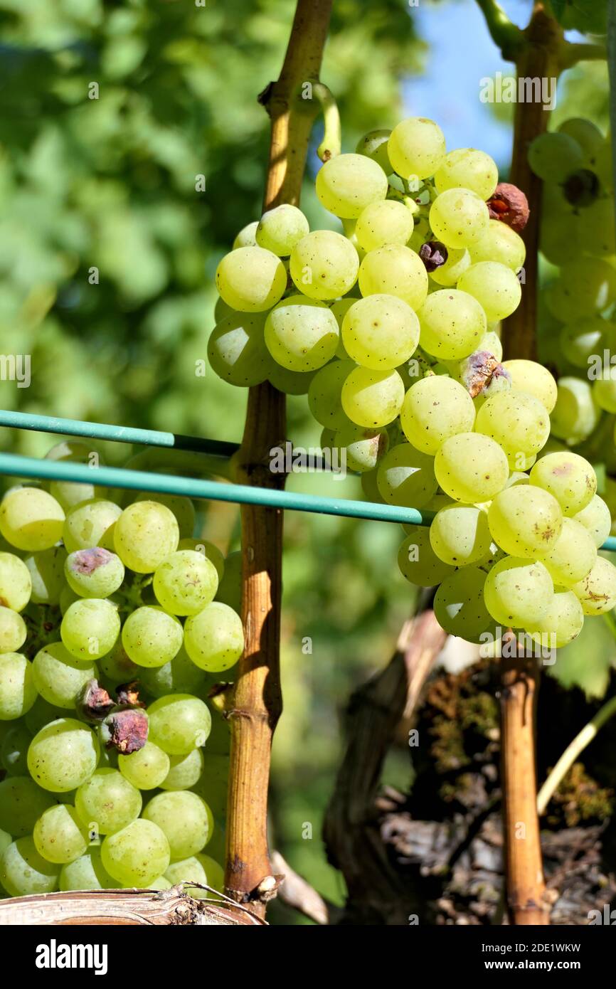 Closeup bunch hi-res stock photography and images - Alamy