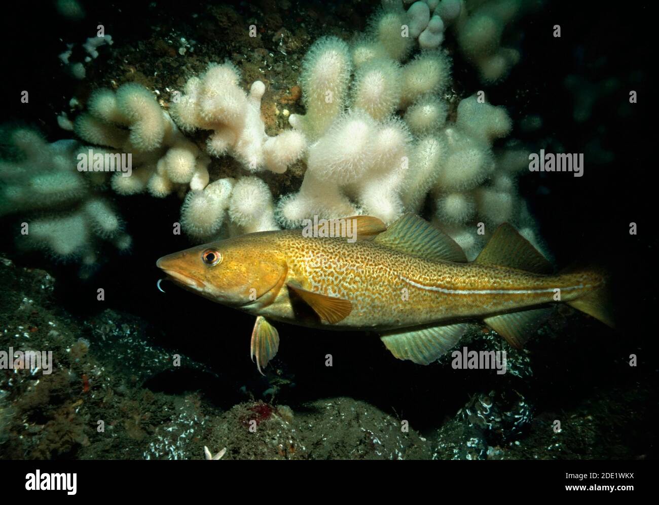 Atlantic Cod, underwater Stock Photo - Alamy
