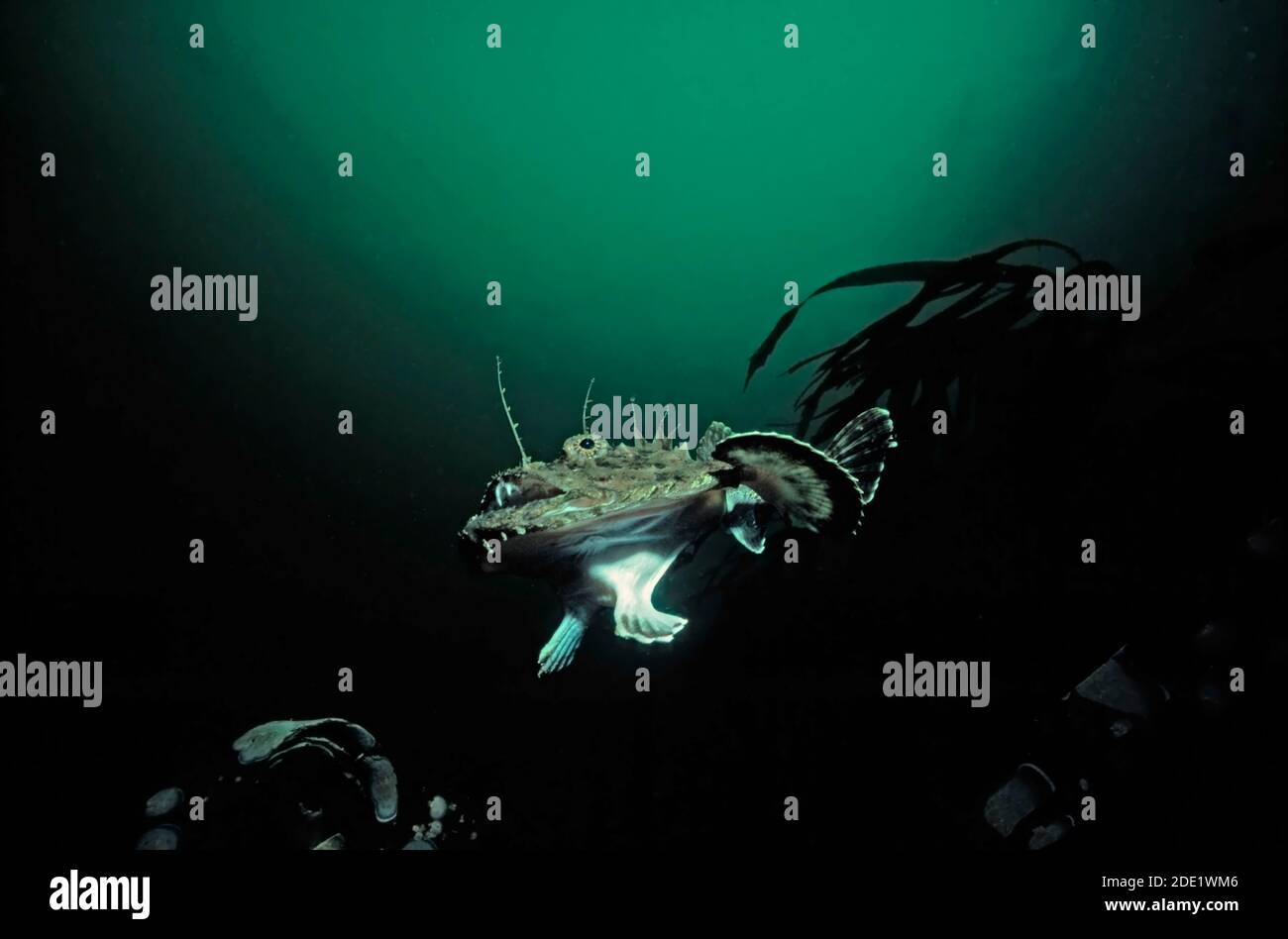 Monk fish underwater hi-res stock photography and images - Alamy