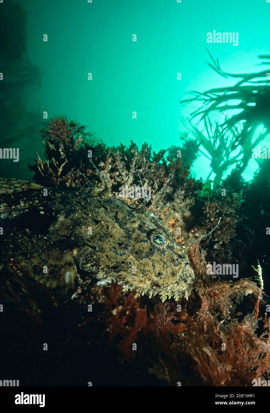 Monk fish underwater hi-res stock photography and images - Alamy