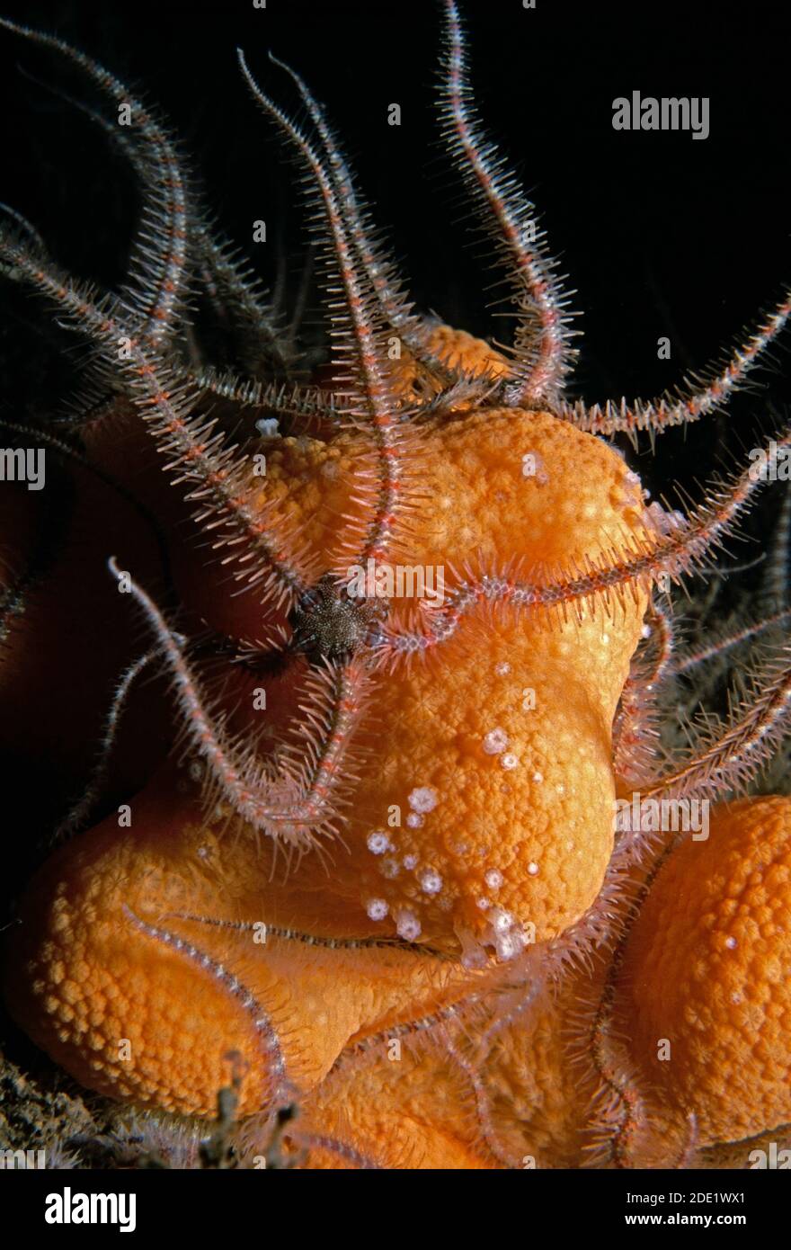 Common brittlestar (Ophiothrix fragilis) group feeding in British ...