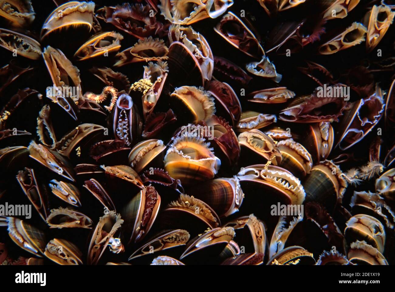 Common mussel (Mytilus edulis) bed or group feeding, UK Stock Photo - Alamy