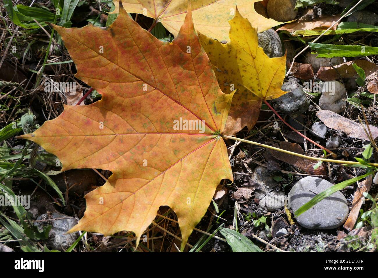 On the ground fallen discolored and decorative maple leaf between ...