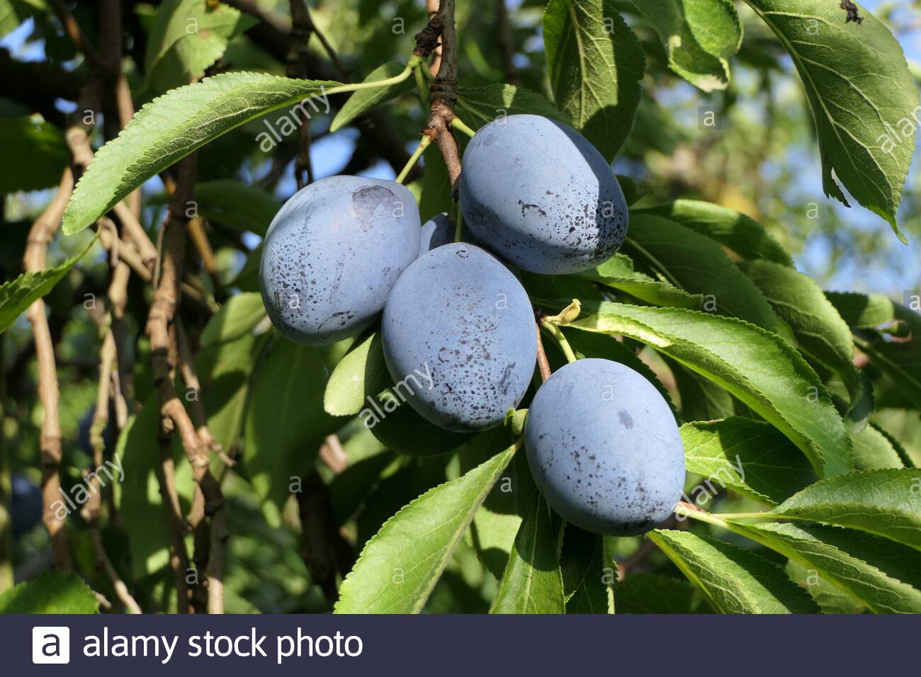 Damson Tree Fruits High Resolution Stock Photography and Images - Alamy