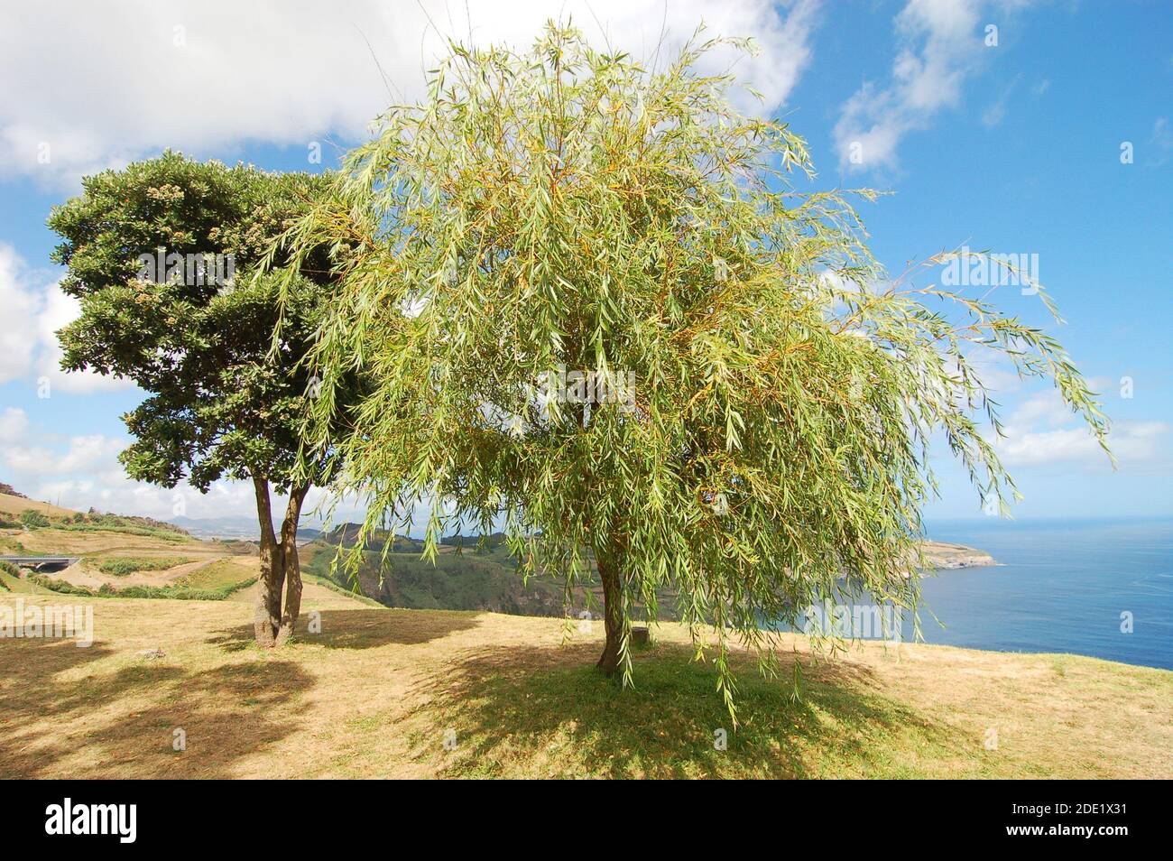 In the shade of the willow tree near the ocean in azores island Stock ...