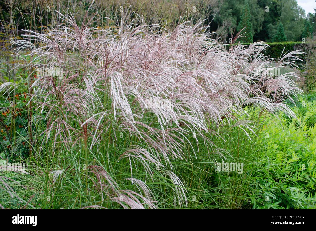 Large ornamental grass hi-res stock photography and images - Alamy
