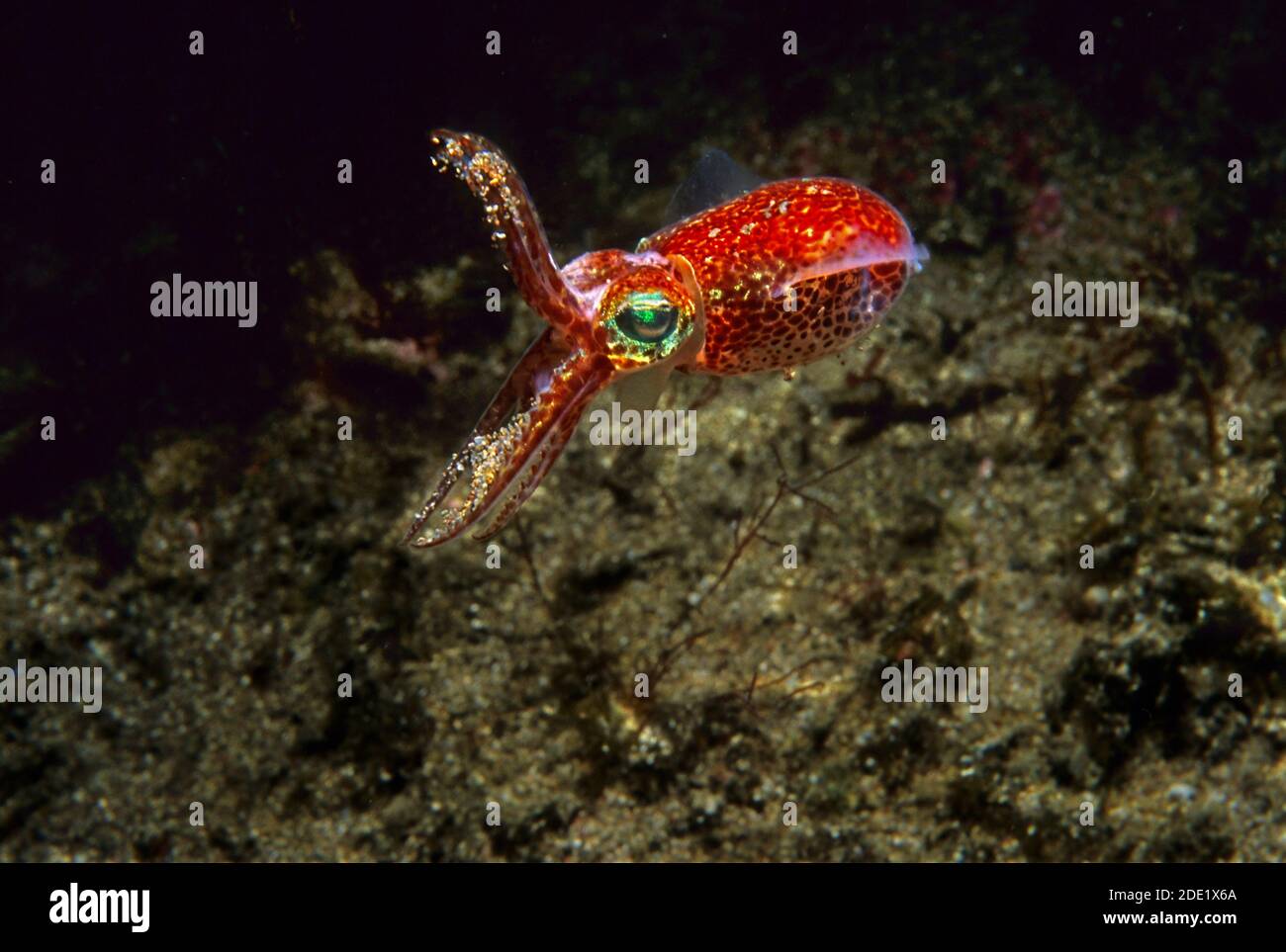 Little cuttlefish underwater uk hi-res stock photography and images - Alamy