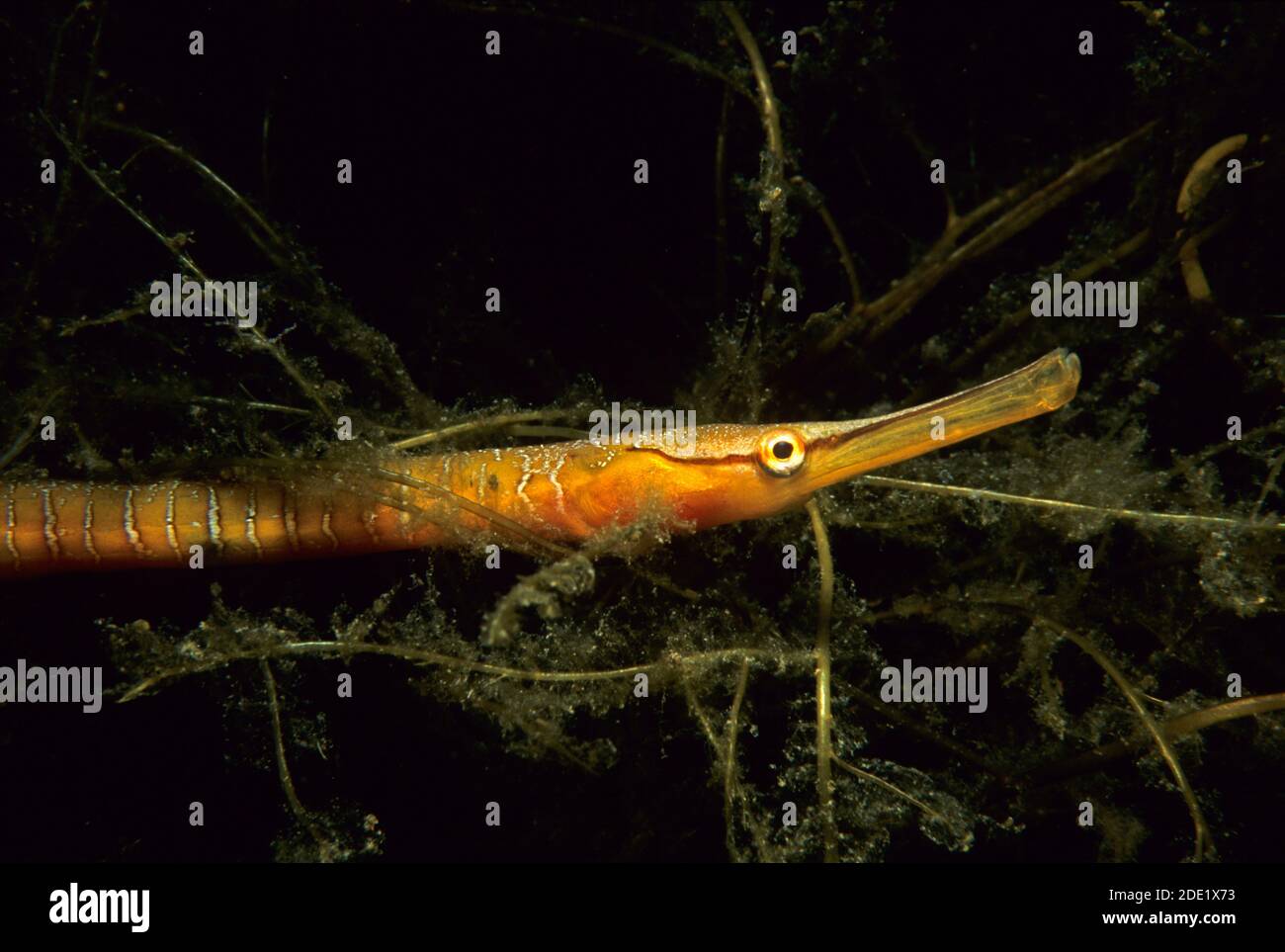 Marine pipefish hi-res stock photography and images - Alamy
