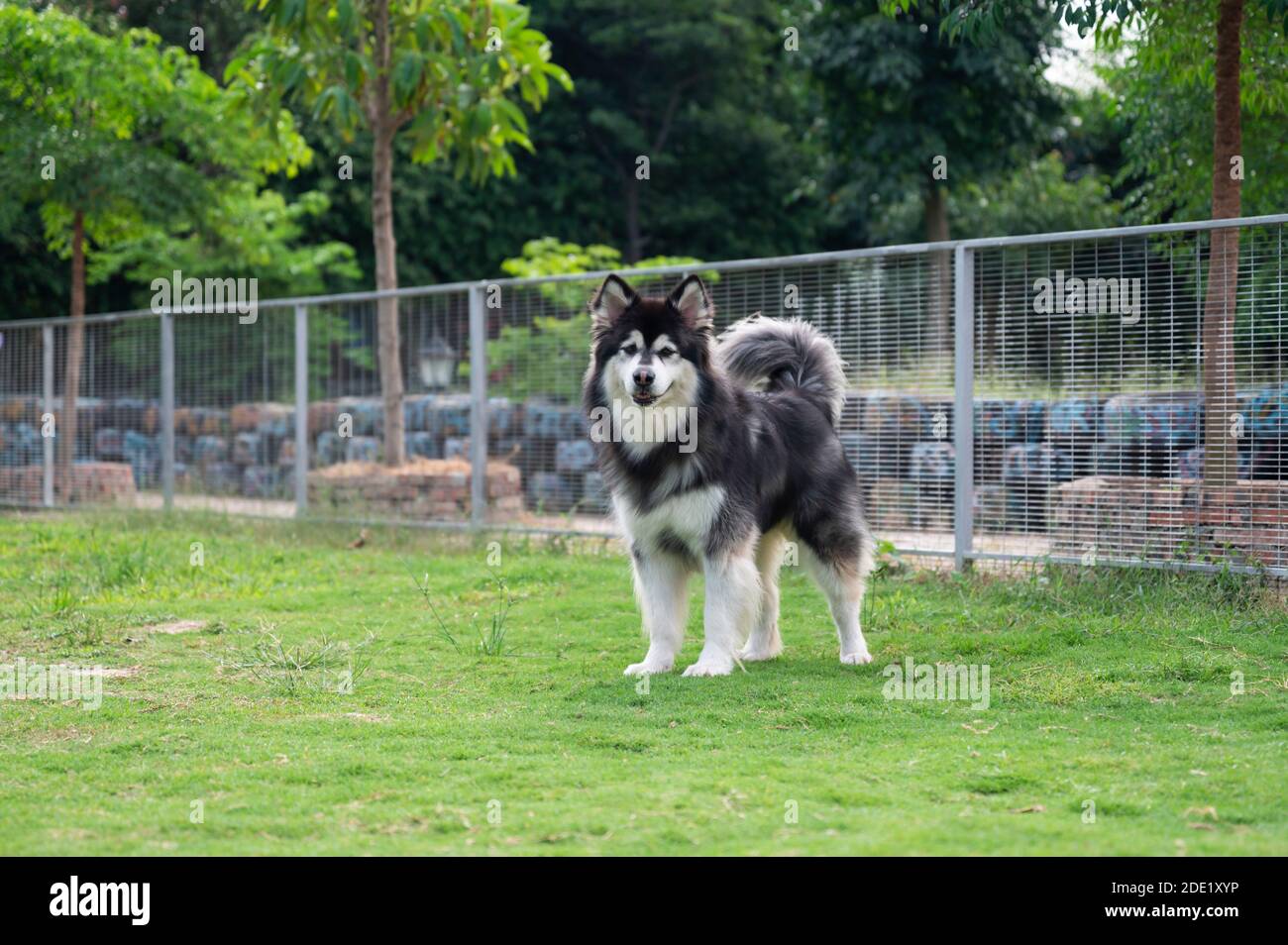 Alaskan Terrier High Resolution Stock Photography and Images - Alamy