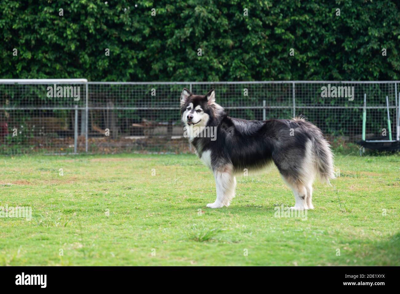 Alaskan terrier hi-res stock photography and images - Alamy