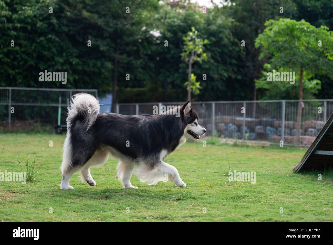 Alaskan Terrier High Resolution Stock Photography and Images - Alamy