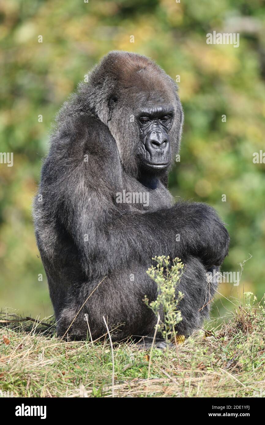 Gerald durrell jersey zoo hi-res stock photography and images - Alamy