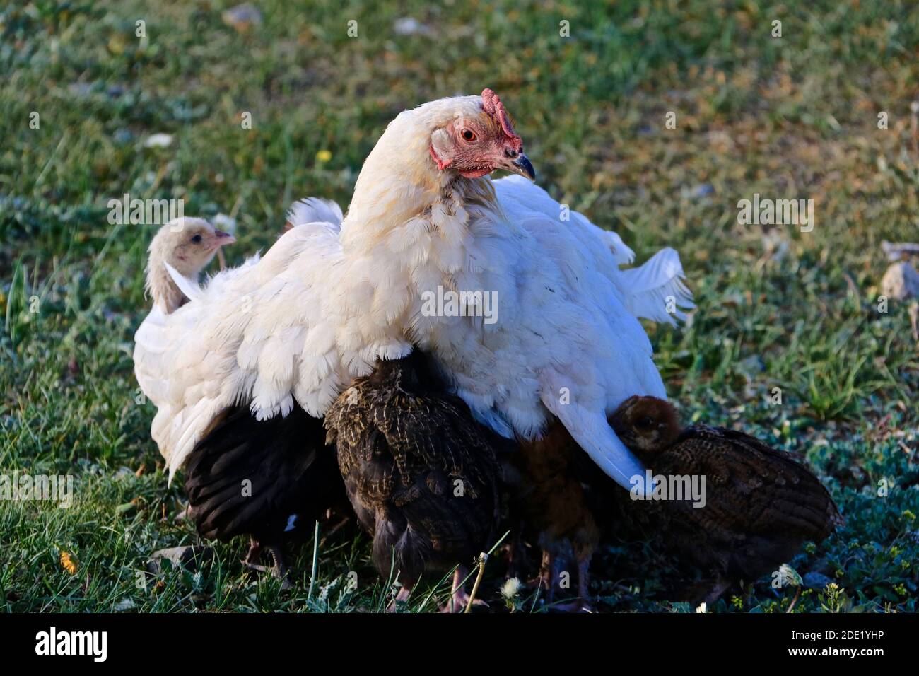 Broiler poultry hi-res stock photography and images - Alamy