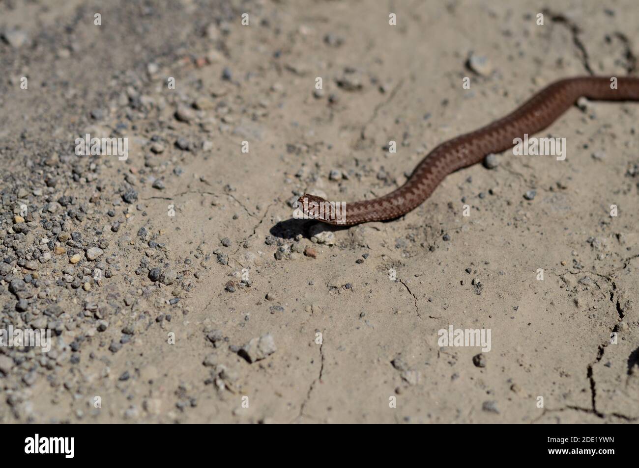 A high angle shot of a common viper snake on a concrete surface Stock ...