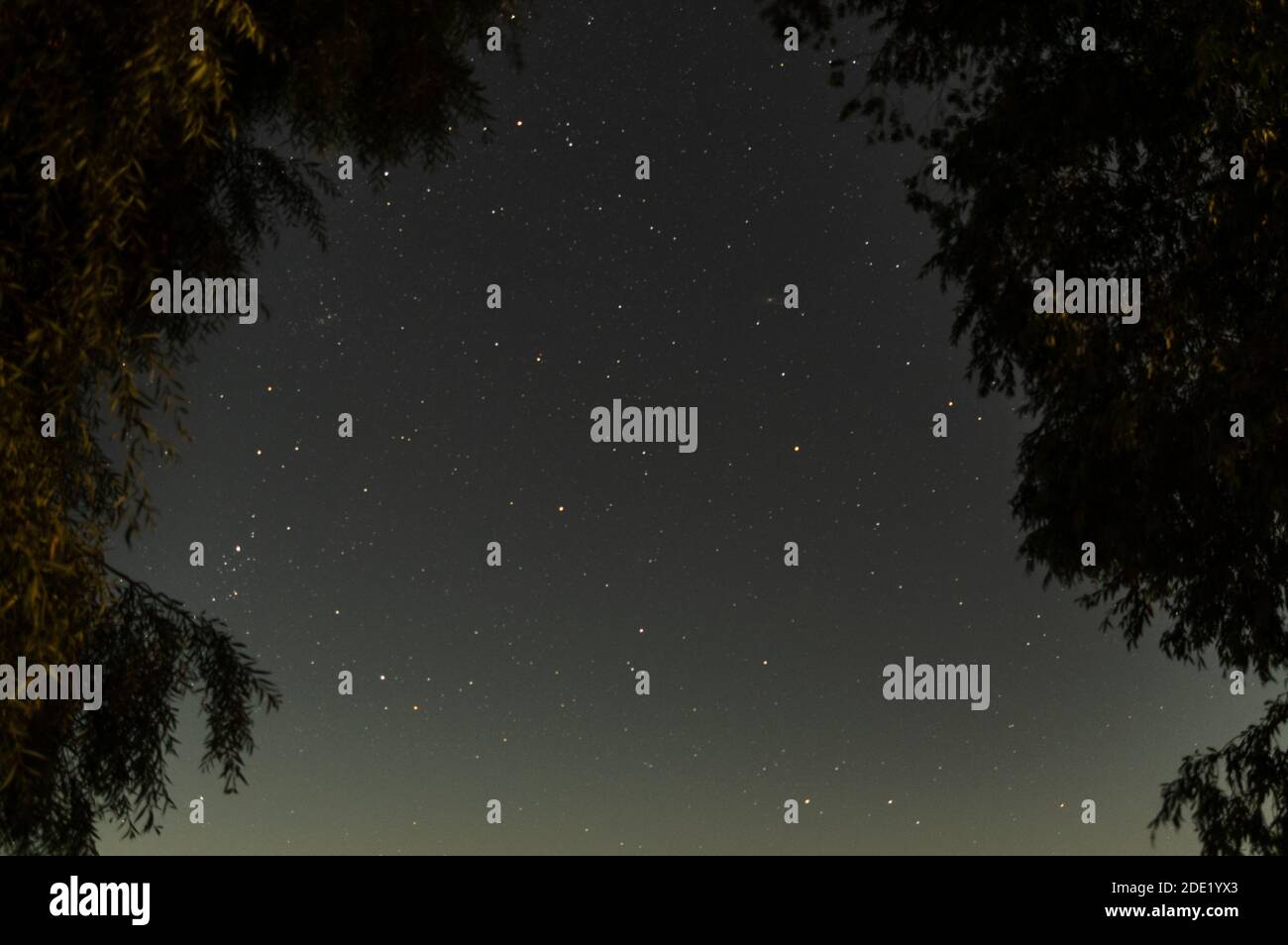 View of the starry sky through the trees. View of the stars through the ...