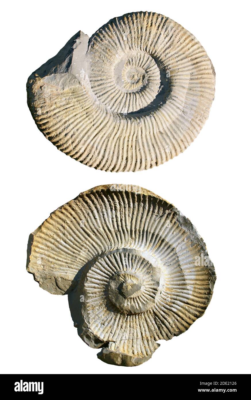 Leae In Sea Shell Fossils