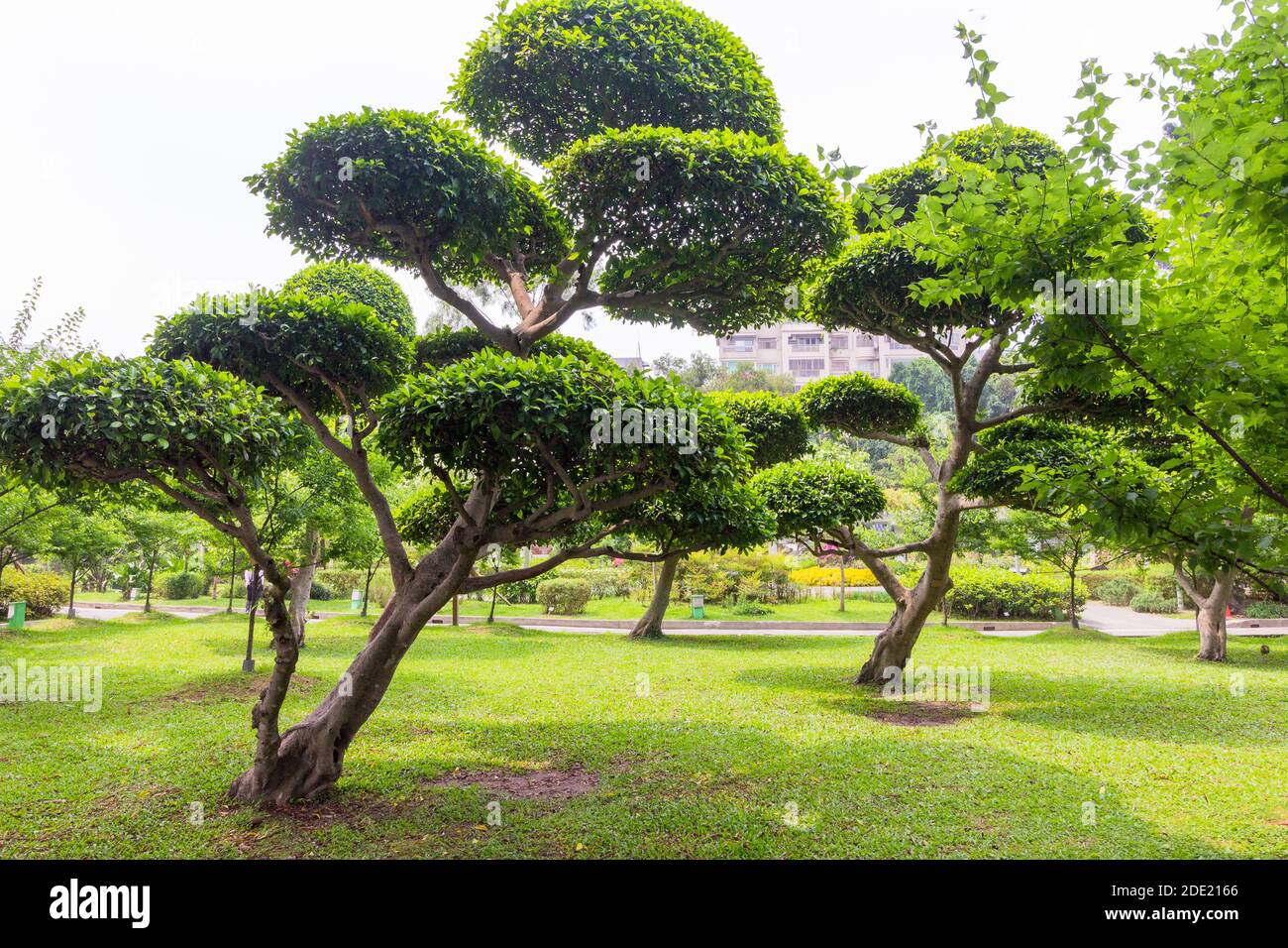 Trees at the garden inside the park premises of Liberty Square in ...