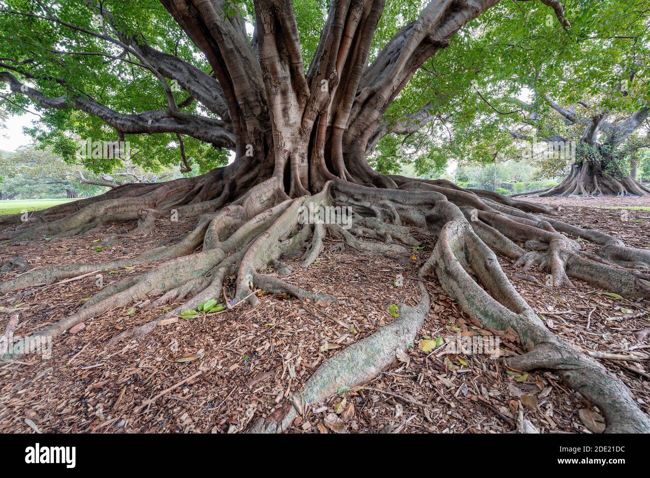 An old fig tree on Macquarie Road on edge of public Royal Botanic ...