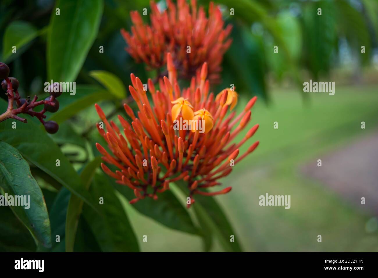 Grevillea Robyn Gordon in Assam. Beautiful Red spike flower. Grevillea ...