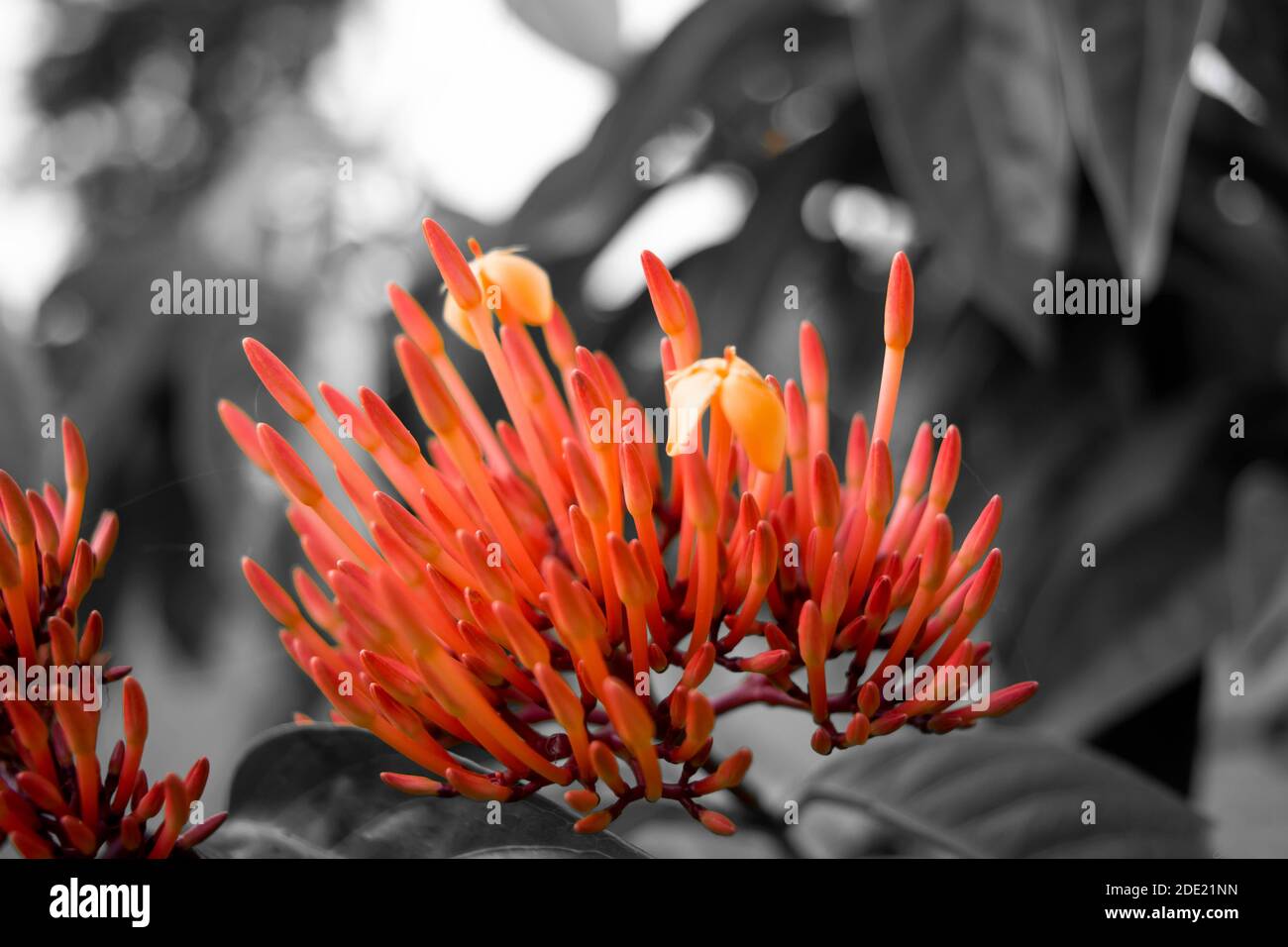 Grevillea Robyn Gordon in Assam. Beautiful Red spike flower. Grevillea ...