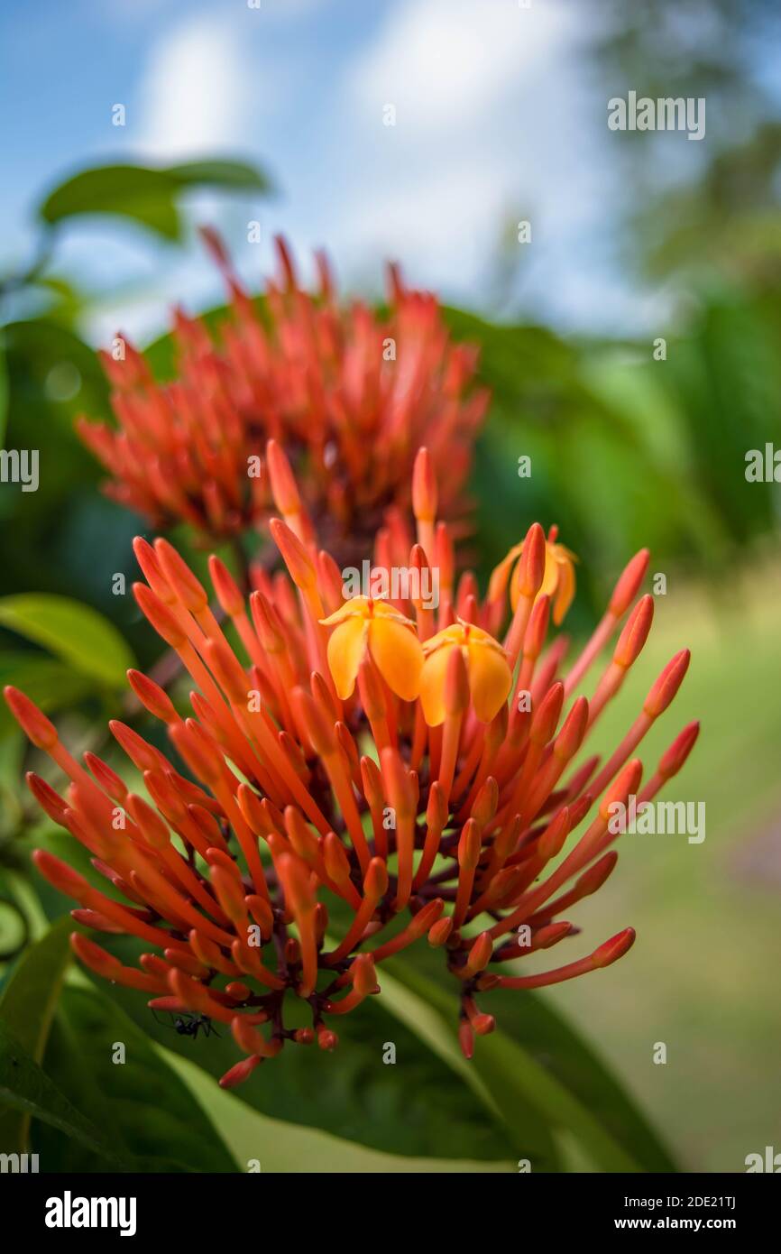 Grevillea Robyn Gordon in Assam. Beautiful Red spike flower. Grevillea ...