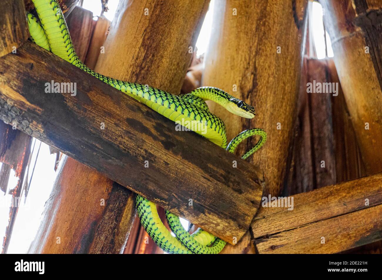 Dangerous Snakes Of Thailand High Resolution Stock Photography and ...
